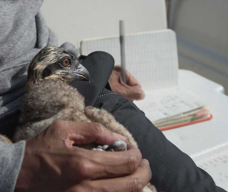 OspreyWatch Program – OSPREYWATCH