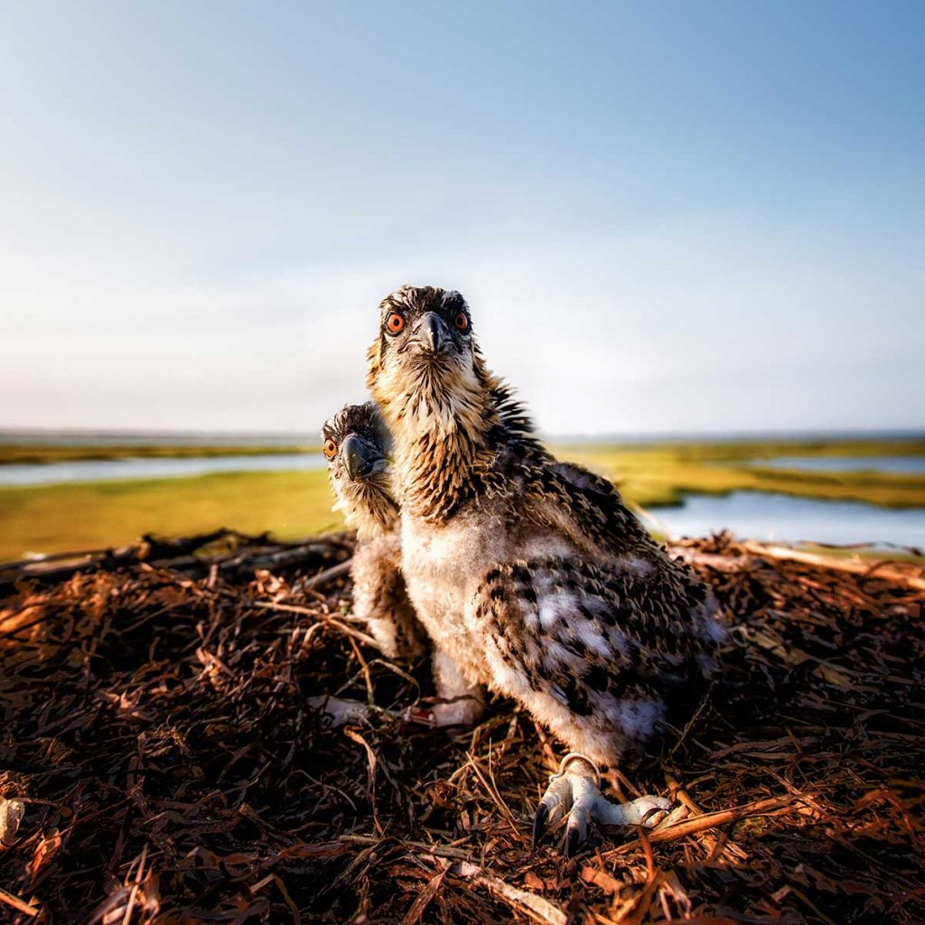 OSPREYWATCH